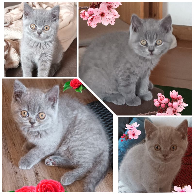 Reinrassige BKH Kitten aus Seriöser Hobbyzucht in Neustadt/Vogtl ...