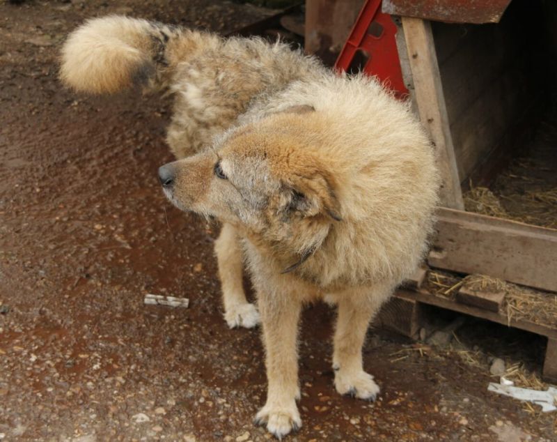 Hübscher Inuki sucht sein zu Hause in Busag (Maramureș) // Snautz.de