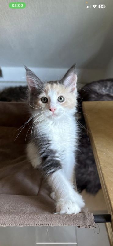 Wunderschönes Poly Maine Coon Kitten sucht ihr neues Zuhause in ...
