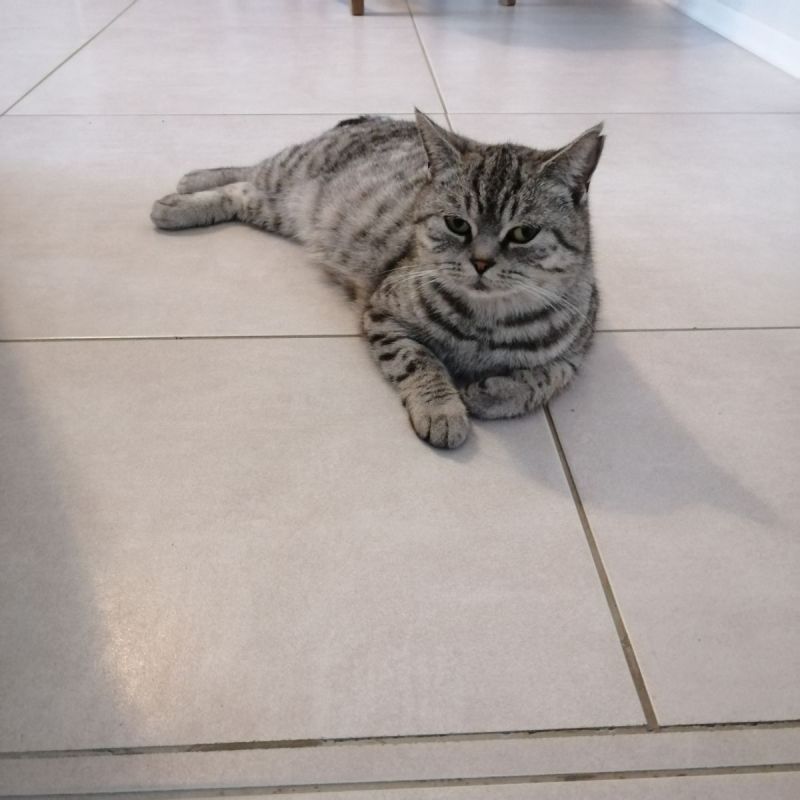 BKH mix kitten Kätzchen in Wrestedt (Niedersachsen) // Snautz.de