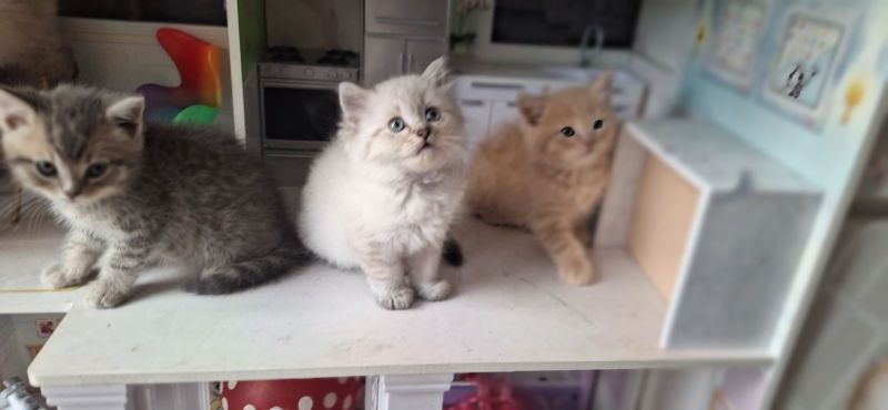 Exklusiv Ragdoll Bengal Kitten in Datteln (Nordrhein-Westfalen ...