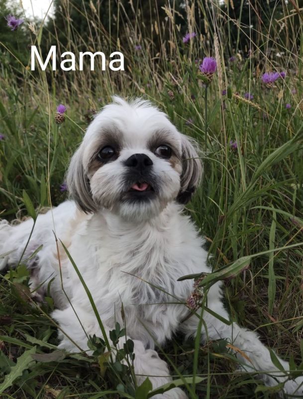Malteser + Shih Tzu Welpen in Bad Orb (Hessen) // Snautz.de
