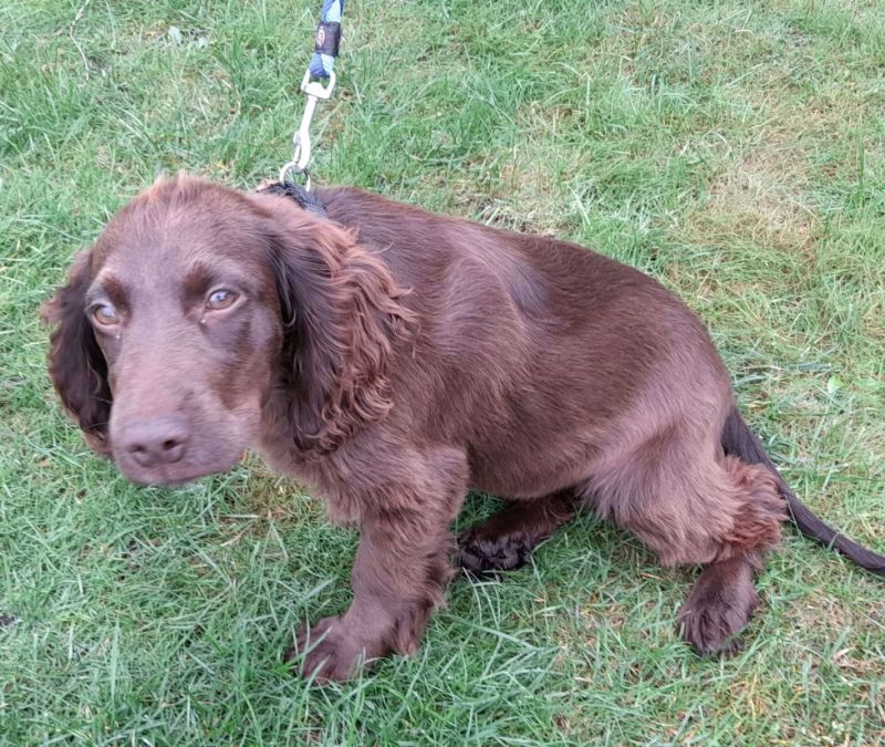 Cocker Spaniel / Jagdspaniel Mix Bicolor Welpe in Rietberg (Nordrhein ...