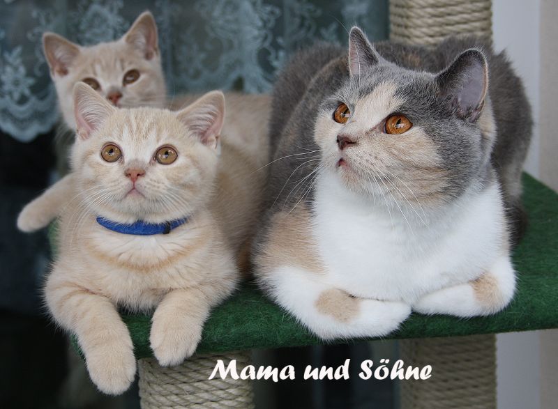 Knuffige BKH-Bärchen in Creme und blau mit Stammbaum in Berlin (Berlin ...