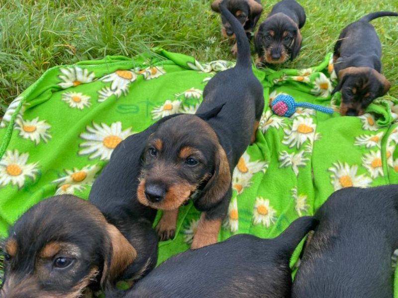 Dackelwelpen Rauhaar, Teckel, Dackel in Trostberg (Bayern) // Snautz.de