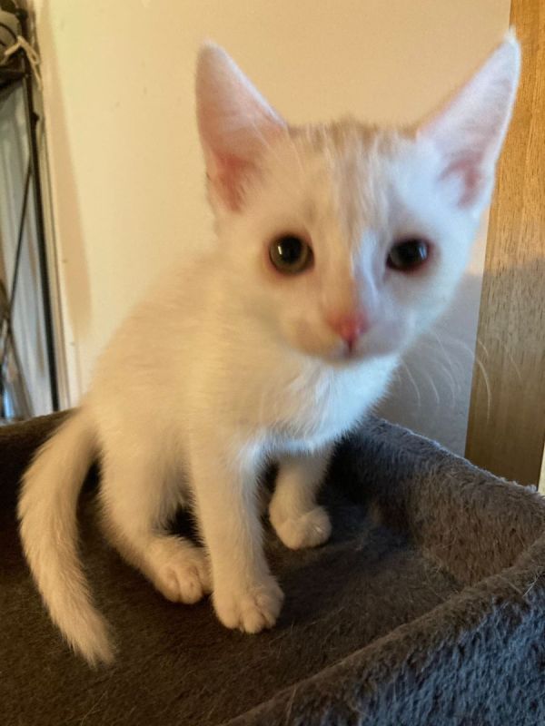 Khao Manee Mix Kitten Kätzchen in Wanderup (Schleswig-Holstein ...