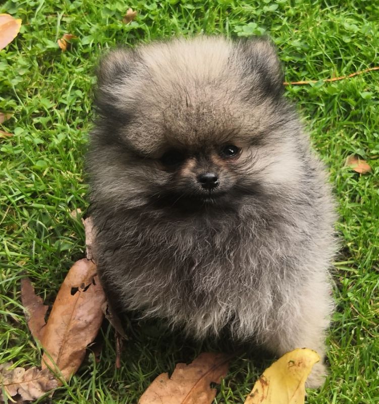 Pomeranian / Zwergspitz Welpen mit Stammbaum suchen ein neues ...