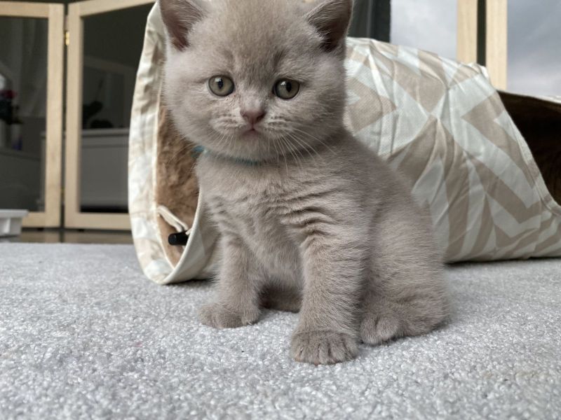 Britisch Kurzhaar BKH Kitten Käzchen mit Stammbaum in Lingen ...