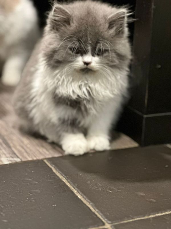 Wunderschöne BLH Kitten mit Stammbaum in Bad Salzuflen (Nordrhein ...