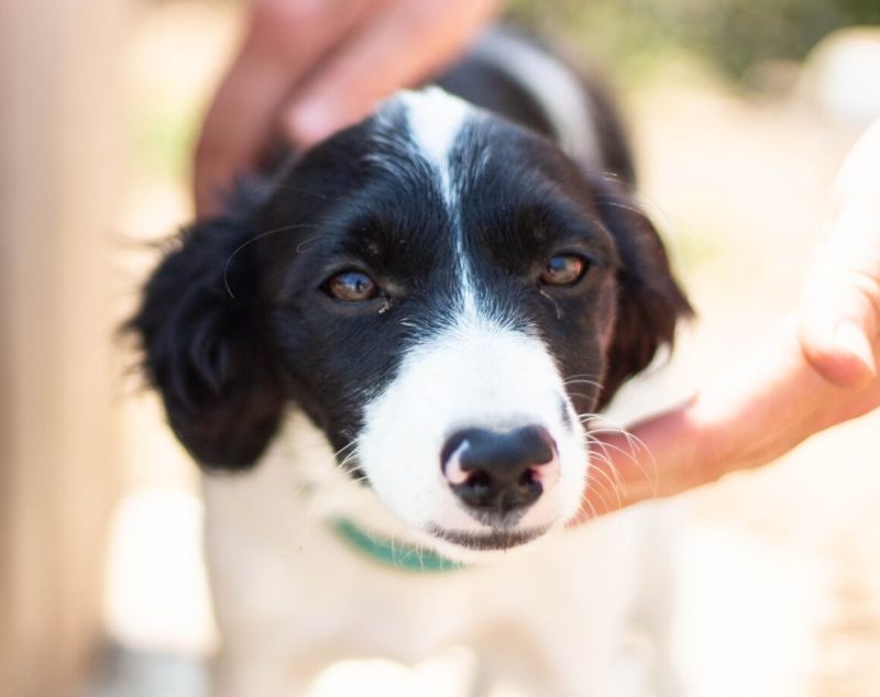 Schenkst du der hübschen Chayenne ihr eigenes Körbchen? in Busag ...
