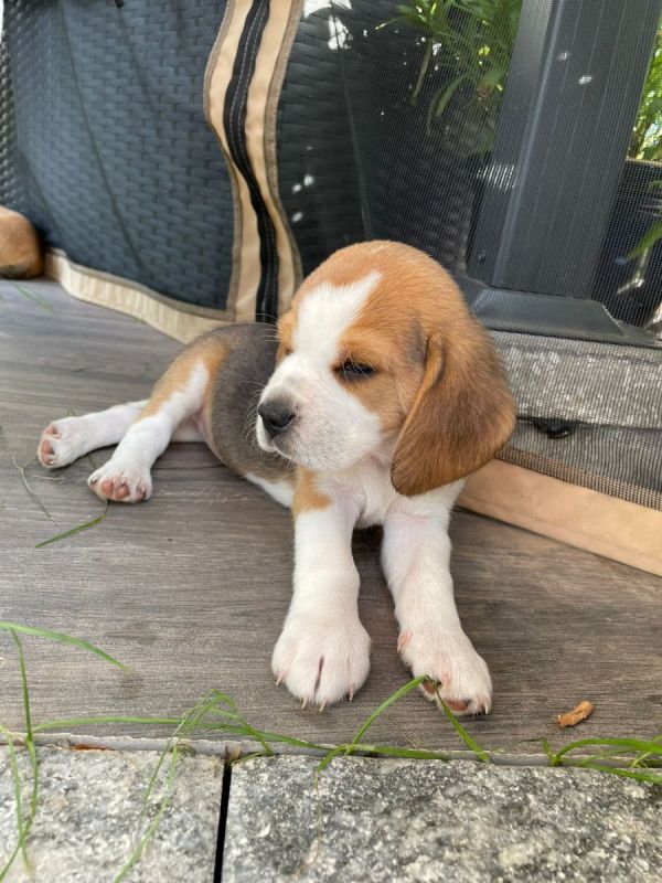 Süße Beaglewelpen suchen ab Mitte September ein Zuhause in Fraureuth ...