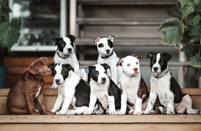 Australian Cattledog Old Englisch Bulldogge in Süßen (Baden-Württemberg ...