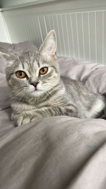 BKH Katzen (Baby und Mama) in Berlin (Berlin) // Snautz.de