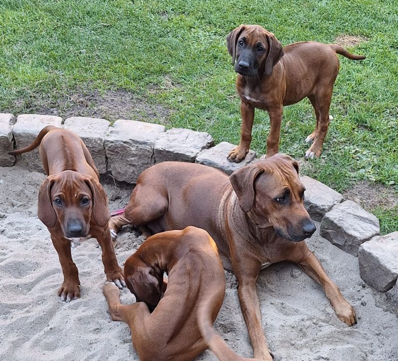 Wunderschöne Rhodesian Ridgeback Welpen in Herzebrock-Clarholz ...