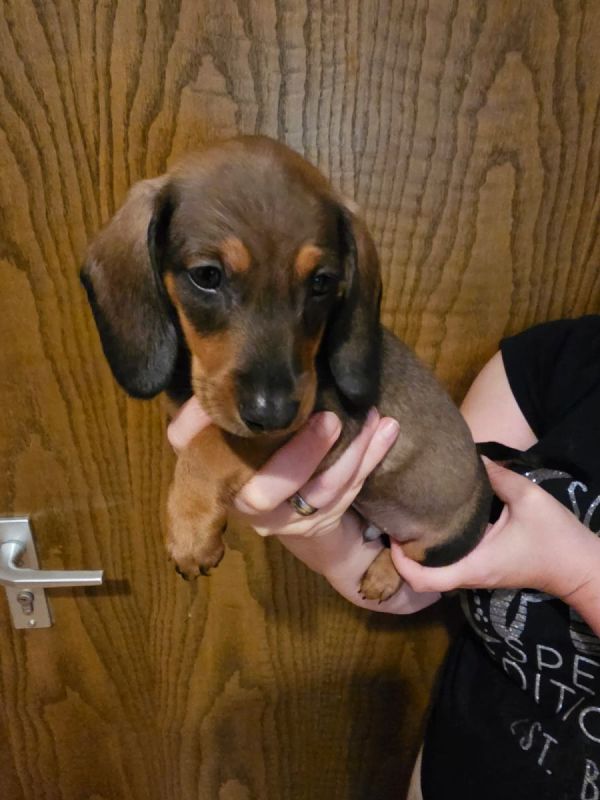 Zwergdackel Kaninchendackel Welpen in Bochum (Nordrhein-Westfalen) Snautz