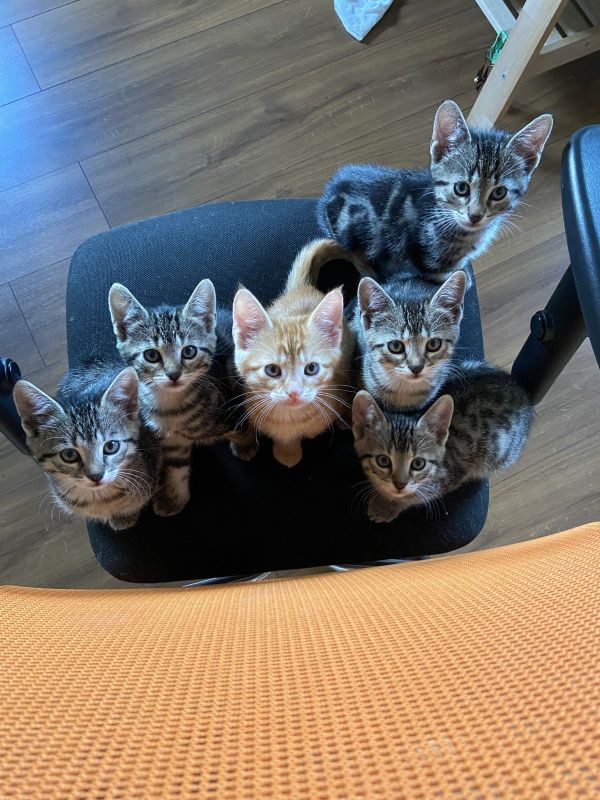 EKH-Kitten aus liebevoller Hobbyzucht in Kobern-Gondorf (Rheinland ...