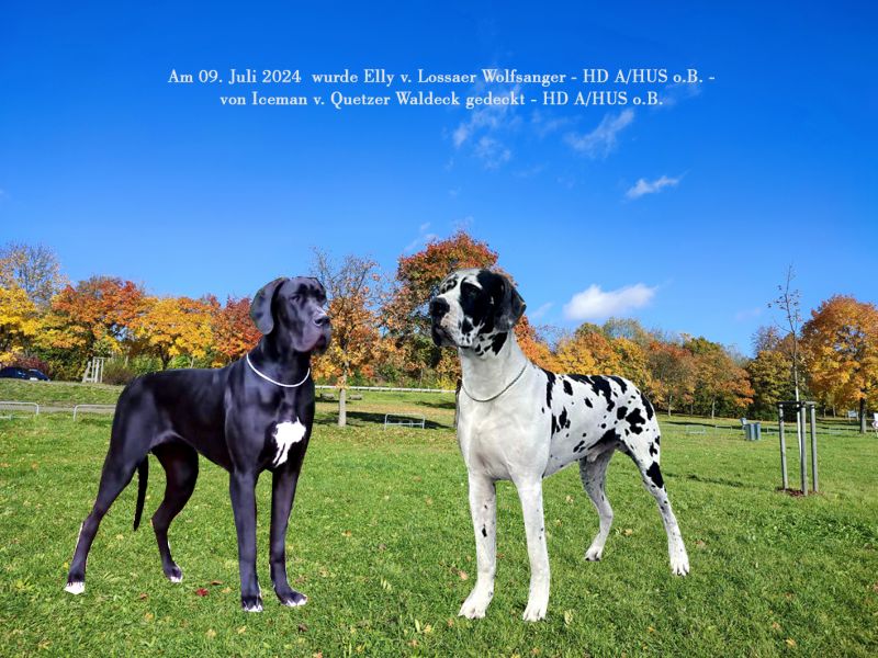 "vom Lossaer Wolfsanger", Deutsche Dogge-Zucht in Finne (Sachsen-Anhalt ...
