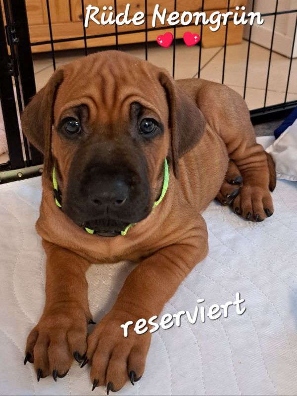 10 zauberhafte Rhodesian Ridgeback Welpen Update 28.11. alle Welpen ...