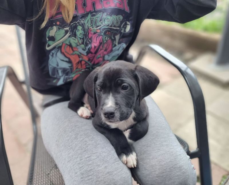 Diese 5 Labrador Dogge Bully XL Mischlingswelpen suchen ein Zuhause in ...