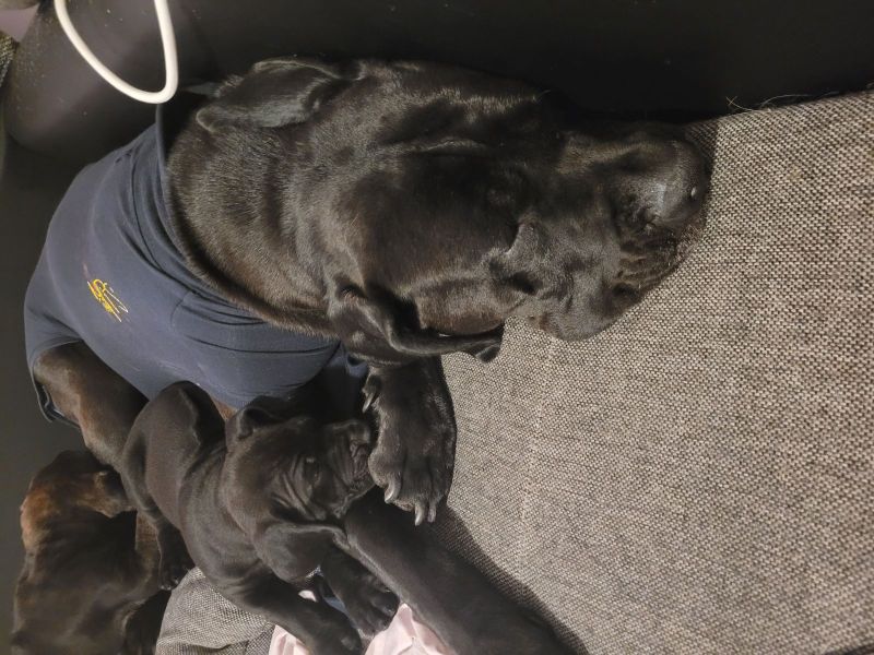 Cane Corso / Rhodesian Ridgeback Welpen in Burglengenfeld (Bayern ...