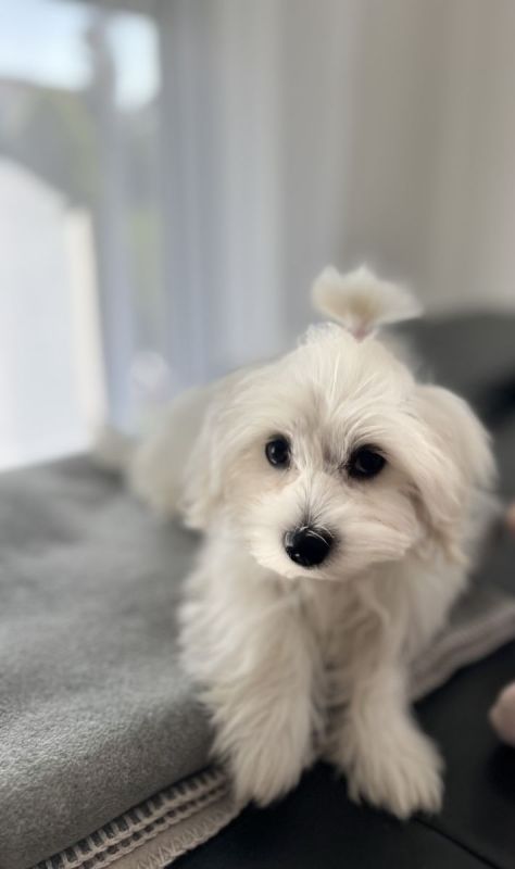 Mini Malteser Hündin in Dillingen a. d. Donau (Bayern) // Snautz.de