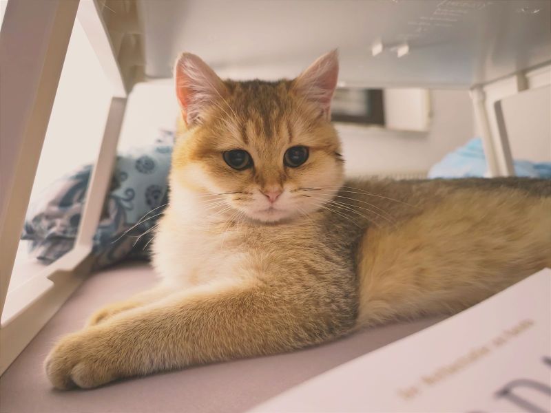 BKH Kitten golden black shaded in Weyerbusch (Rheinland-Pfalz) // Snautz.de