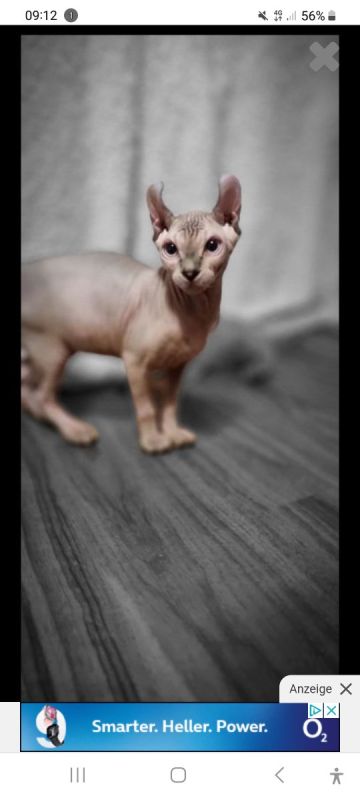 Sphynx Mädchen Elf in Baindt (Baden-Württemberg) // Snautz.de