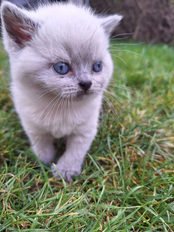 süße Britisch kurzhaar BKH Kitten in Ingolstadt (Bayern) // Snautz.de