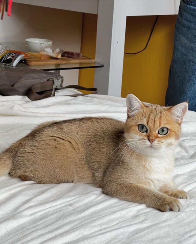 Reinrassige BkH Zuchtkatze mit Stammbaum in Berlin (Berlin) // Snautz.de