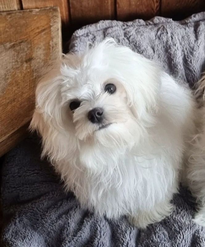 Malteser Mini Malteser Hündin Welpe 5 Monate sehr ruhig DRINGEND in ...