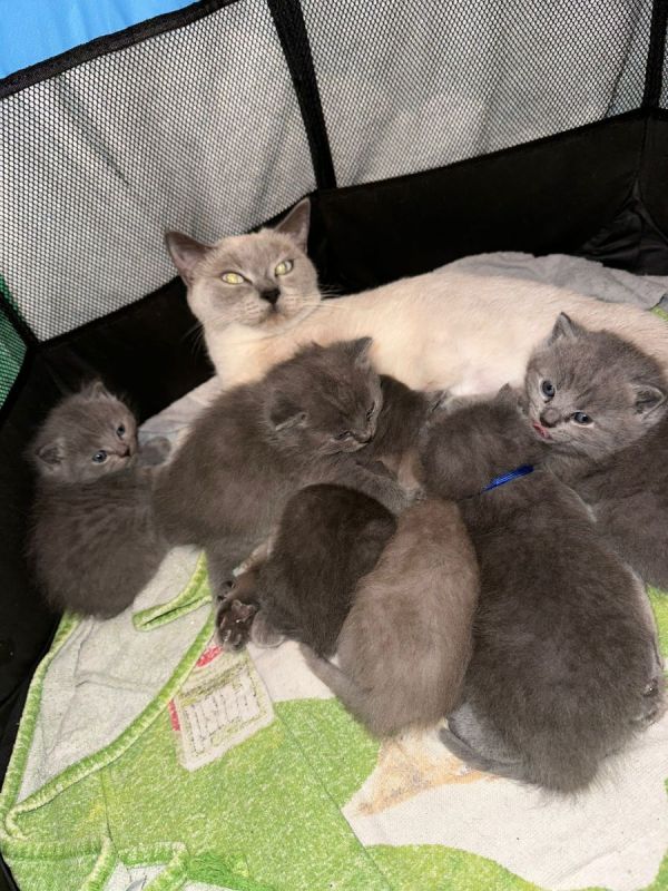 6 süße reinrassige BKH Kitten in der Farbe Blue und Lilac in Halle ...