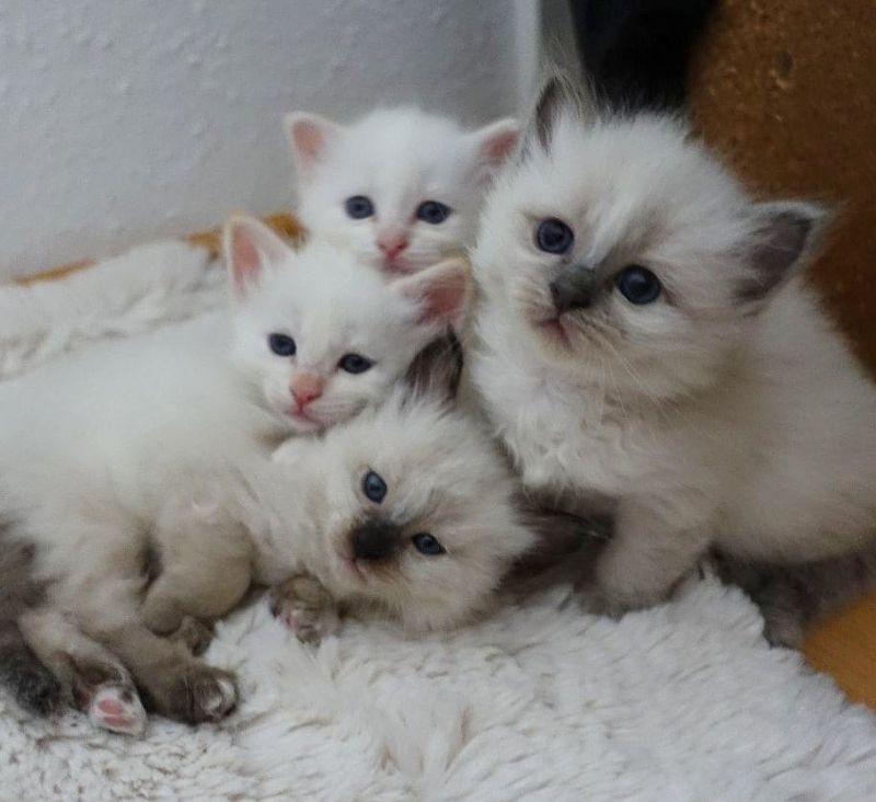 Heilige Birma Kitten Katzen Abholbereit in Ramsen (Schaffhausen ...