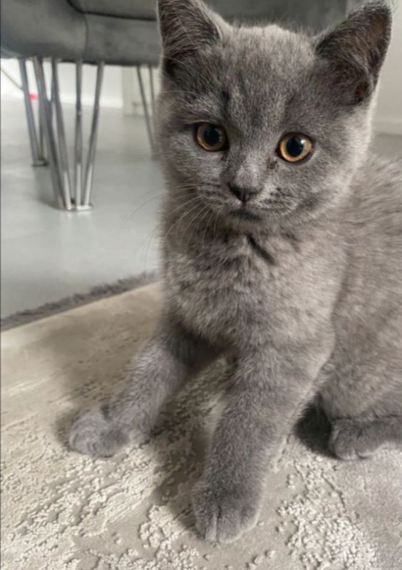 BKH Kater in "Blue" (Grau) in Drechow (Mecklenburg-Vorpommern) // Snautz.de