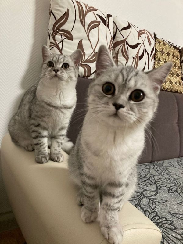 Reinrassige BKH Britisch Kurzhaar Katzen in Dortmund (Nordrhein ...