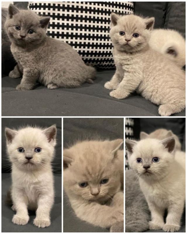 Reinrassige BKH Kitten Britisch Kurzhaar Kätzchen Katzenkinder Katze in ...