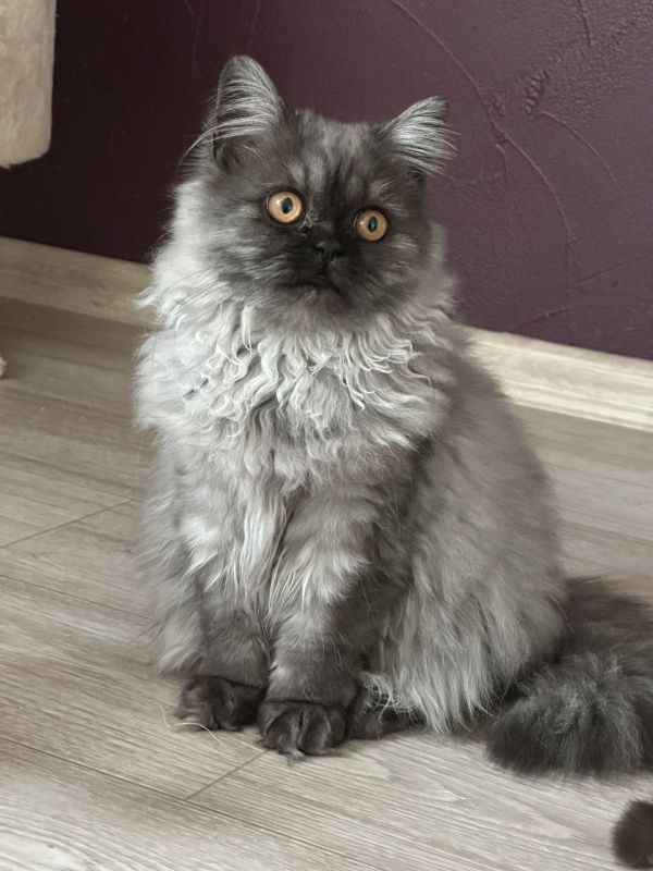 Britisch Kurzhaar BKH in Schieder-Schwalenberg (Nordrhein-Westfalen ...