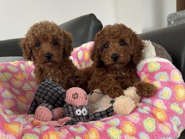 Toy mini pudel welpen in Freiburg im Breisgau (Baden-Württemberg ...