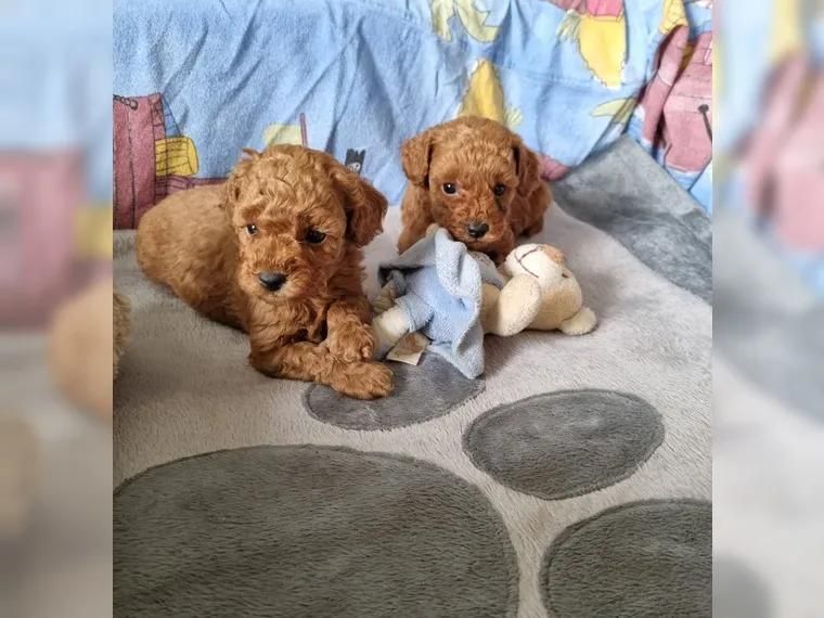 Toy pudel welpen in Augsburg (Bayern) // Snautz.de