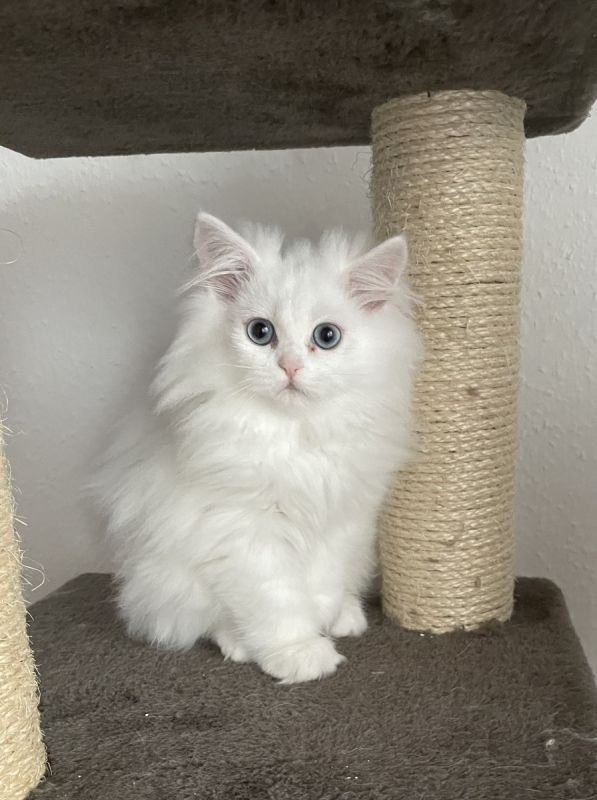 Süße weiße Perserkatze mit Nase in Werdau (Sachsen) // Snautz.de