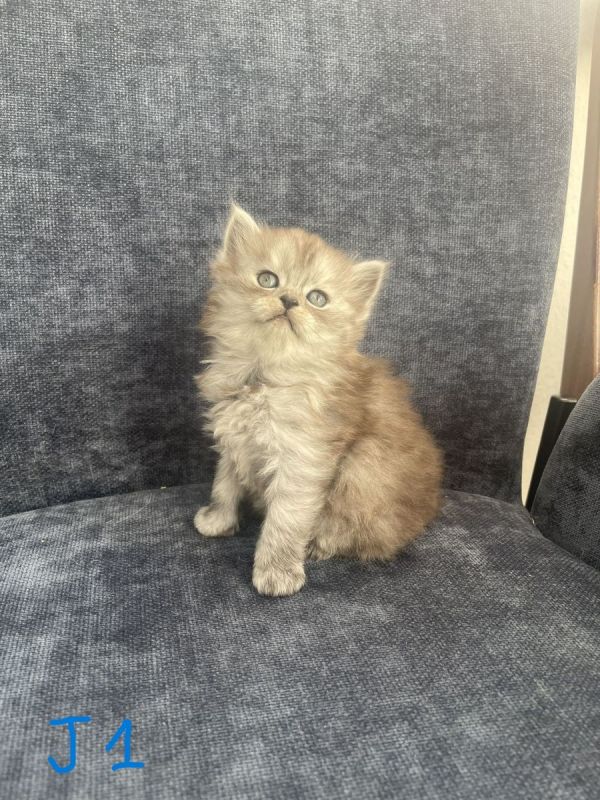 Perserkitten mit Nase in Hamburg (Hamburg) // Snautz.de