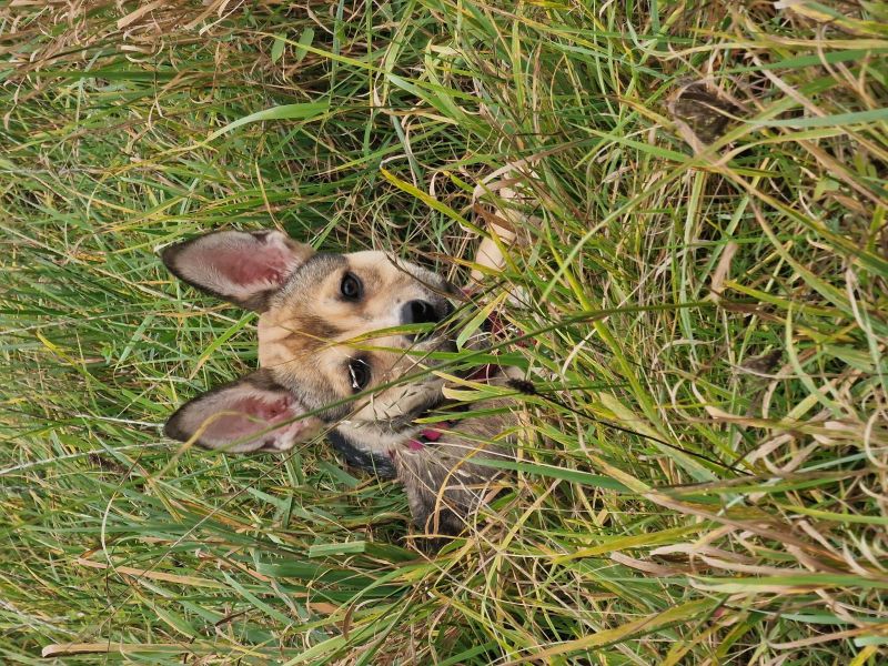 Schäferhund mischlings welpe in Selters (Hessen) // Snautz.de