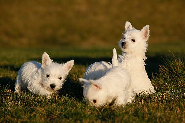 Reinrassige Westie Welpen,Westhighland White Terrier in Aachen ...