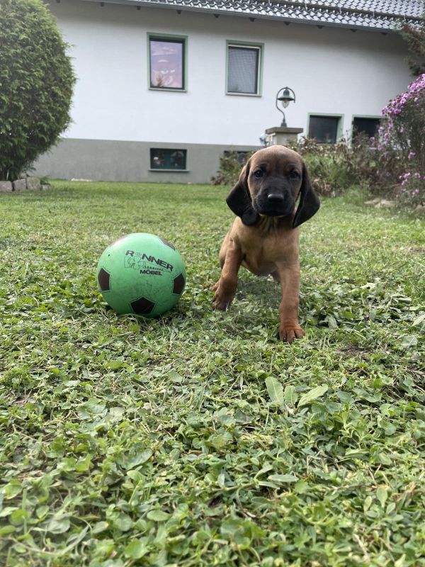 Bayerischer Gebirgsschweißhund BGS Welpen mit Papieren in Kindelbrück ...