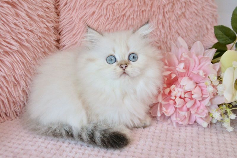 BLH Britisch Langhaar Point Kitten, Mädchen Kätzchen in Frankfurt am ...