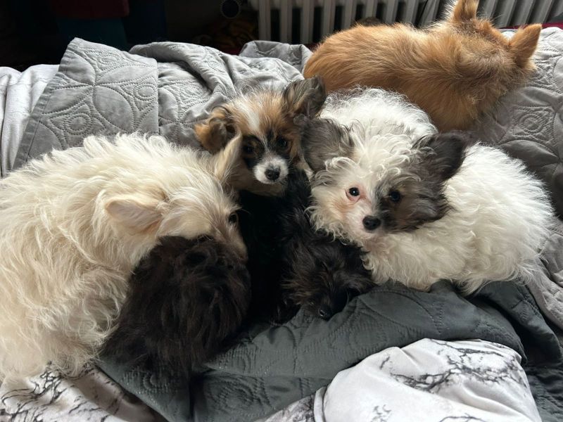 Pom-a-Poo flauschige Schmusewelpen Spitz Toypudel traumhafte Farben in ...