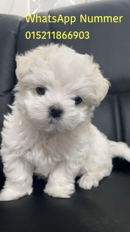 mini malteser welpen in Freiburg im Breisgau (Baden-Württemberg ...