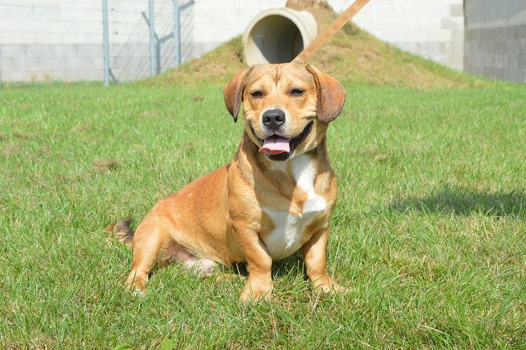 PAN, Dackel/Mini-Labrador Mischling (kastriert) SGB 525,00 € in ...