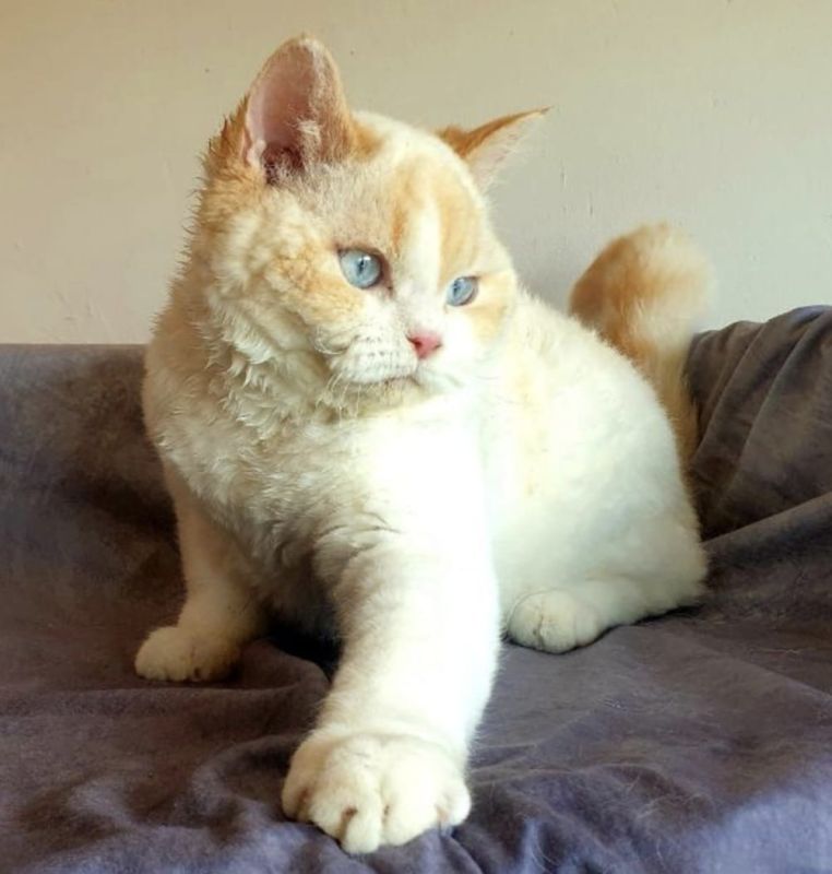 Selkirk Rex red-bicolour-point.SR curly in Hagen (Nordrhein-Westfalen ...