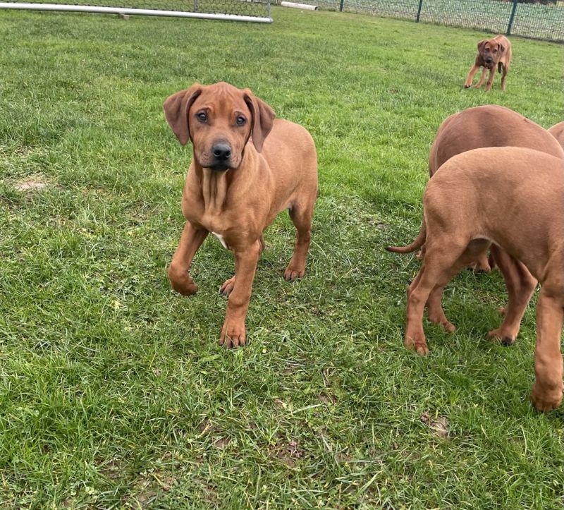Rhodesian Ridgeback Welpen in Berlingerode (Thüringen) // Snautz.de