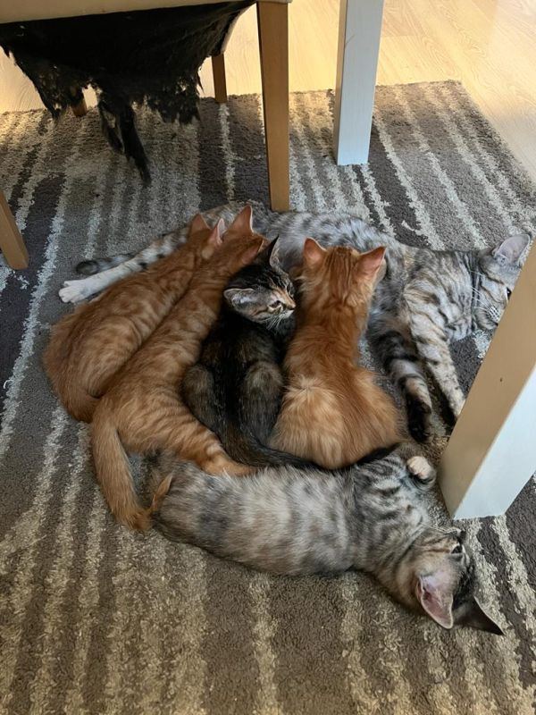 Bengal-Ragdoll Mix Kitten in Dellfeld (Rheinland-Pfalz) // Snautz.de